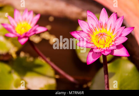 Pink lotus flowers growing upright Stock Photo - Alamy