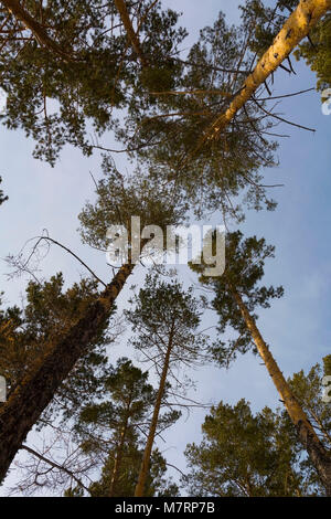 Looking through low pine trees at high mountain ranges under a summer ...