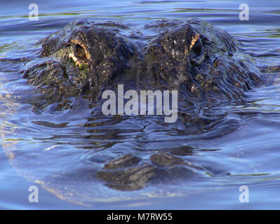 An American Alligator stares directly in to the camera. This was ...