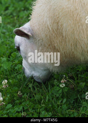 A single sheep grazes a paddock of clover Stock Photo - Alamy