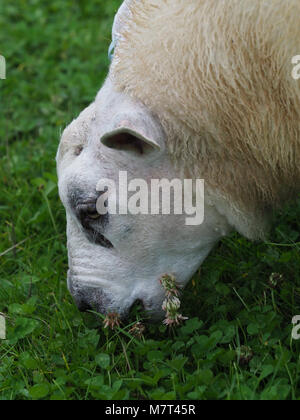A single sheep grazes a paddock of clover Stock Photo - Alamy