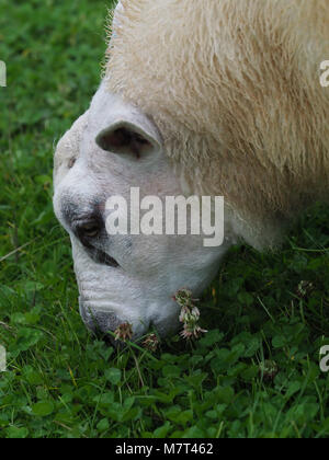 A single sheep grazes a paddock of clover Stock Photo - Alamy