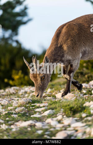 Female Iberian Ibex grazing on mountain grasses Stock Photo - Alamy
