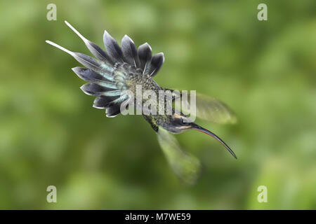 The green hermit (Phaethornis guy) in flight Stock Photo - Alamy
