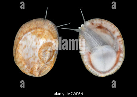 White Tortoiseshell Limpet (Tectura virginea), Gastropod. Sussex, UK ...