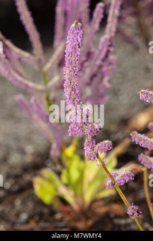 Russian Statice, Axrisp (Psylliostachys suworowii Stock Photo - Alamy