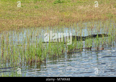 American Alligator (Alligator mississippiensis) on road, Little Saint ...