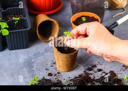 Person sprinkling seeds into plant pot Stock Photo: 216101191 - Alamy