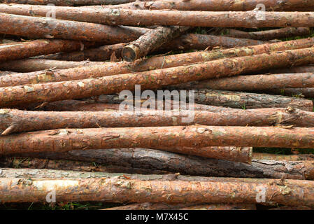 felled tree trunks for construction purposes Stock Photo - Alamy