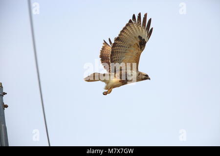 The eastern buzzard or Japanese buzzard (Buteo japonicus) is a medium ...