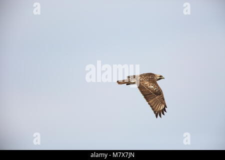 Eastern Buzzard or Japanese Buzzard (Buteo japonicus) in Japan Stock ...
