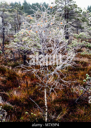 Pine Trees in Field of Kemeri moor in Latvia with a Pond in a ...
