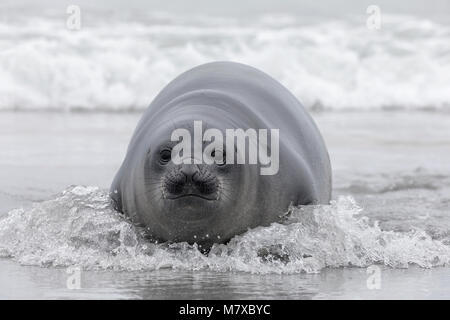 Southern Elephant Seal weener pup Stock Photo - Alamy