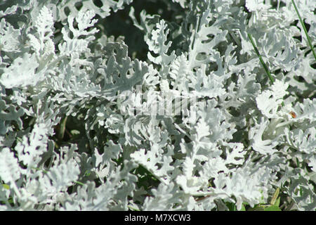 A Silver Dust Dusty Miller plant Stock Photo - Alamy