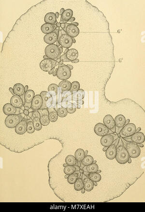 The 1899 Bulletin of the Society of Sciences in Bucharest, Romania ...