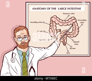 Doctor explaining the intestine. Vector cartoon character, health ...