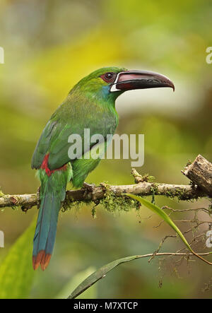Crimson-rumped Toucanet (Aulacorhynchus haematophygus) adult perched on ...