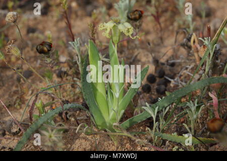 Ferraria uncinata subsp.macrochlamys Stock Photo - Alamy