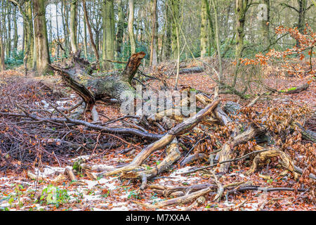 Fallen tree with thick fluted trunk in a forest is to digest slowly to ...