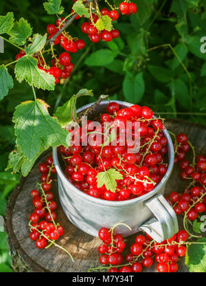 Red currant in a metal mug on a street on a sunny day garden Stock ...