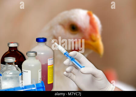 Broiler antibiotics 1 Stock Photo - Alamy