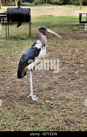 A Maribu Stork in Kenya Stock Photo - Alamy