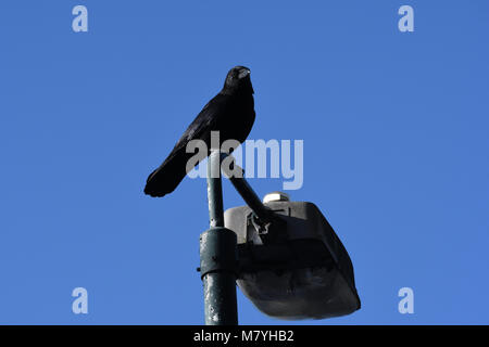 A crow sitting on a lamp post during sunset in a minimalistic scene ...