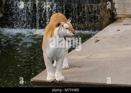 A female bengal tiger with a genetic mutation Stock Photo - Alamy