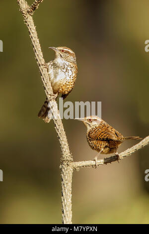 Spotted Wren Campylorhynchus gularis Cerro San Juan, Tepic, Nayarit ...