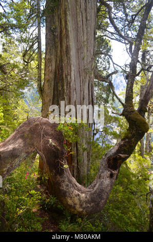 Plants of the Valdivian temperate rainforests in southern Chile ...