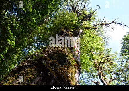 Plants of the Valdivian temperate rainforests in southern Chile ...