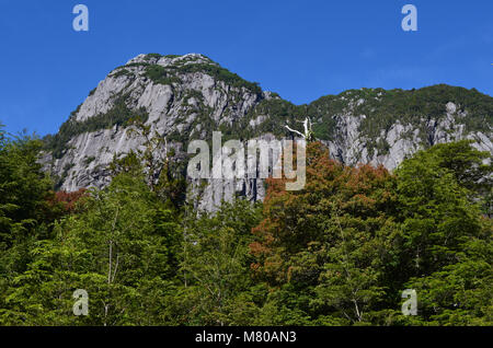 Plants of the Valdivian temperate rainforests in southern Chile ...