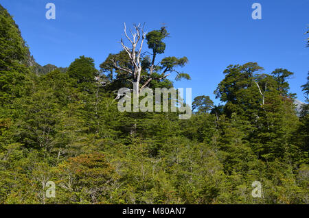 Plants of the Valdivian temperate rainforests in southern Chile ...