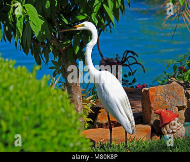 White Egrets in the garden Stock Photo - Alamy