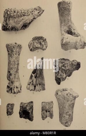 The Bulletin of the Geological Society of Normandy (1891) covers ...