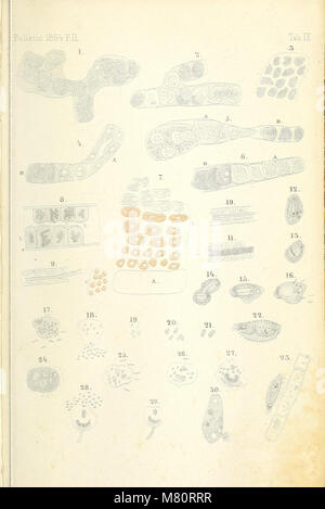 The 1864 Bulletin of the Imperial Society of Naturalists of Moscow ...