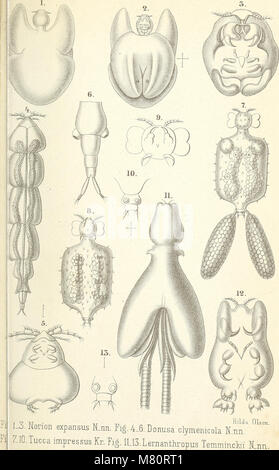 The 1864 Bulletin of the Imperial Society of Naturalists of Moscow ...