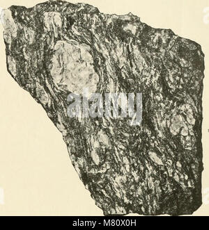 Buletinul Societii de ciine din Bucureci, Roma = Bulletin de la Soci ...