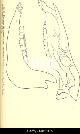 . Bulletin of the Department of Geology. Geology. 1918] Stock: The ...
