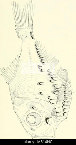 The 'Bulletin of the Museum of Comparative Zoology' (1971) at Harvard ...