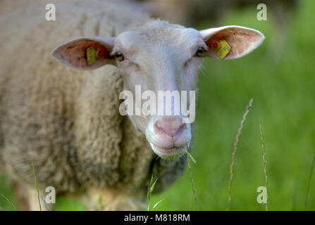 Diary sheep grazing 5 Stock Photo - Alamy