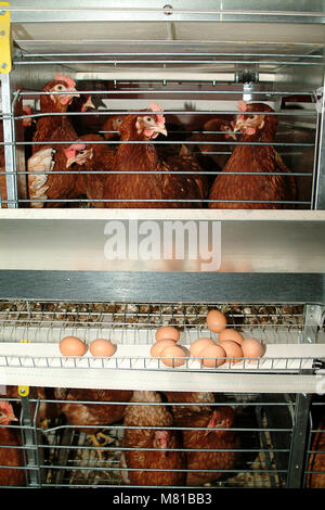 Egg collecting at a battery chicken farm in rural Honduras Stock Photo ...