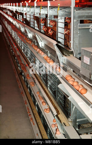 Egg collecting at a battery chicken farm in rural Honduras Stock Photo ...