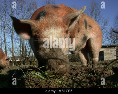 open-ground snout 6 Stock Photo - Alamy
