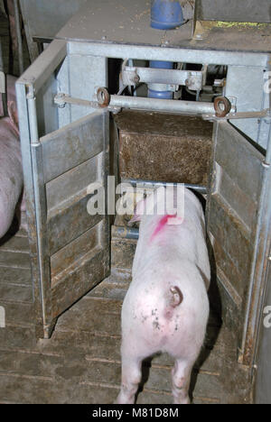 Pig fodder station 6 Stock Photo - Alamy
