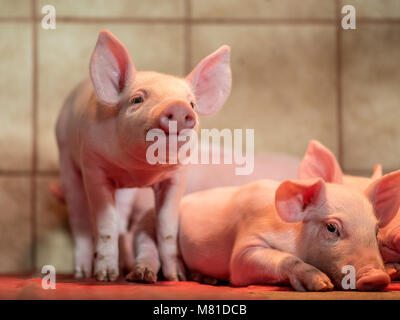 Piglets 2 weeks age 5 Stock Photo - Alamy