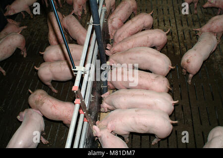 Sows eating 18 Stock Photo - Alamy