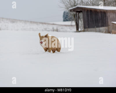 Free range pigs in snow Stock Photo - Alamy