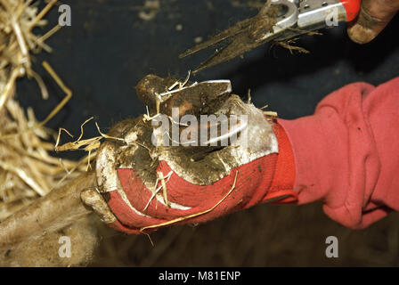 Sheep claw trimming 3 Stock Photo - Alamy