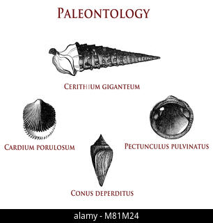 vintage paleontology illustration of fossilized shells: pterichtys ...